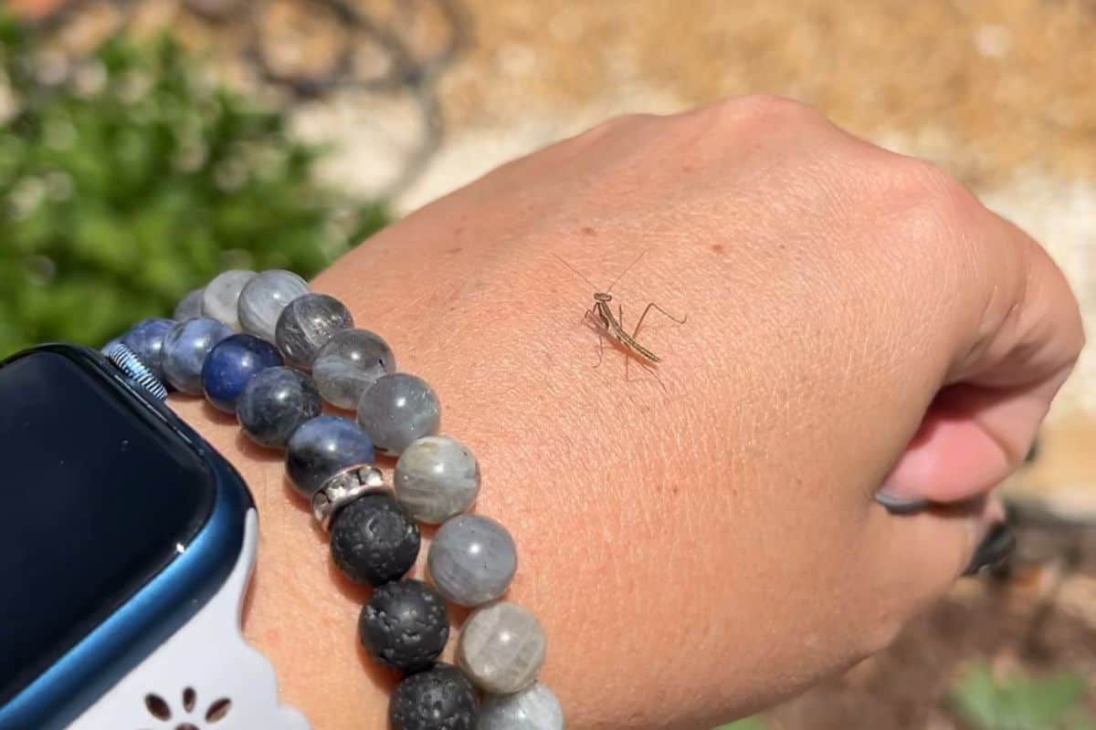 Praying Mantis for the Garden - Pauline Manor