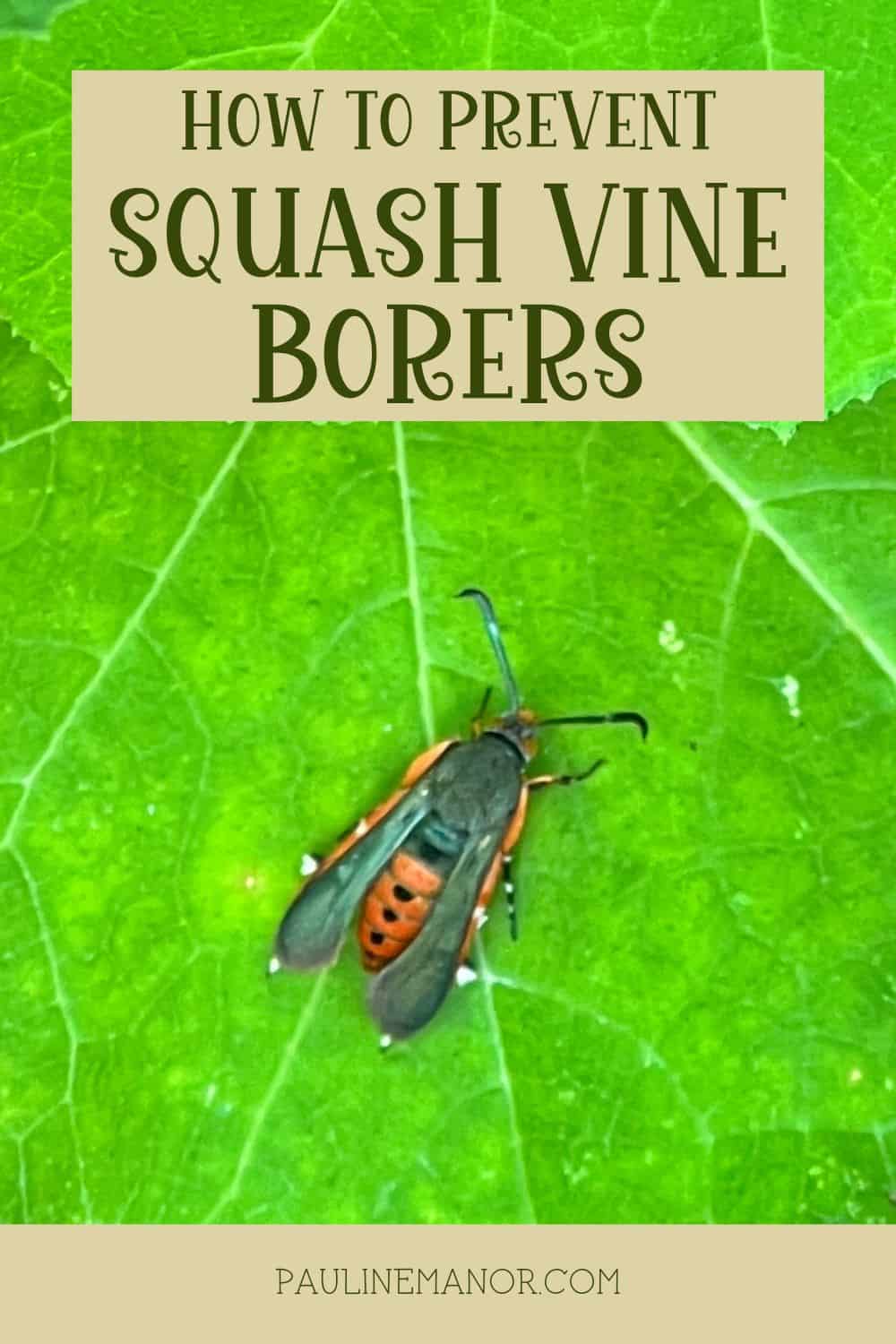 How To Prevent Squash Vine Borers - Pauline Manor